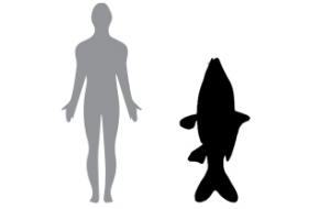 Common Carp – Invasive Carp Canada