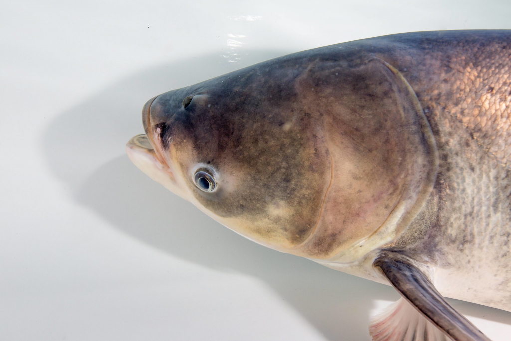 Bighead Carp – Invasive Carp Canada