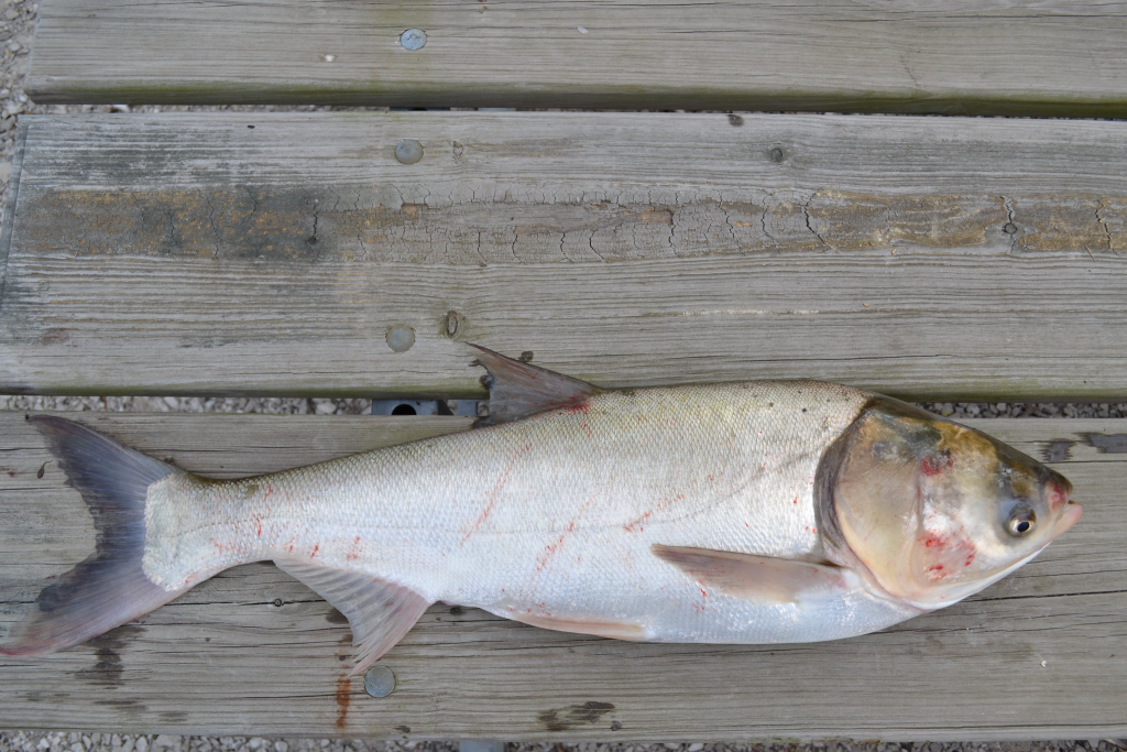 Silver Carp – Invasive Carp Canada