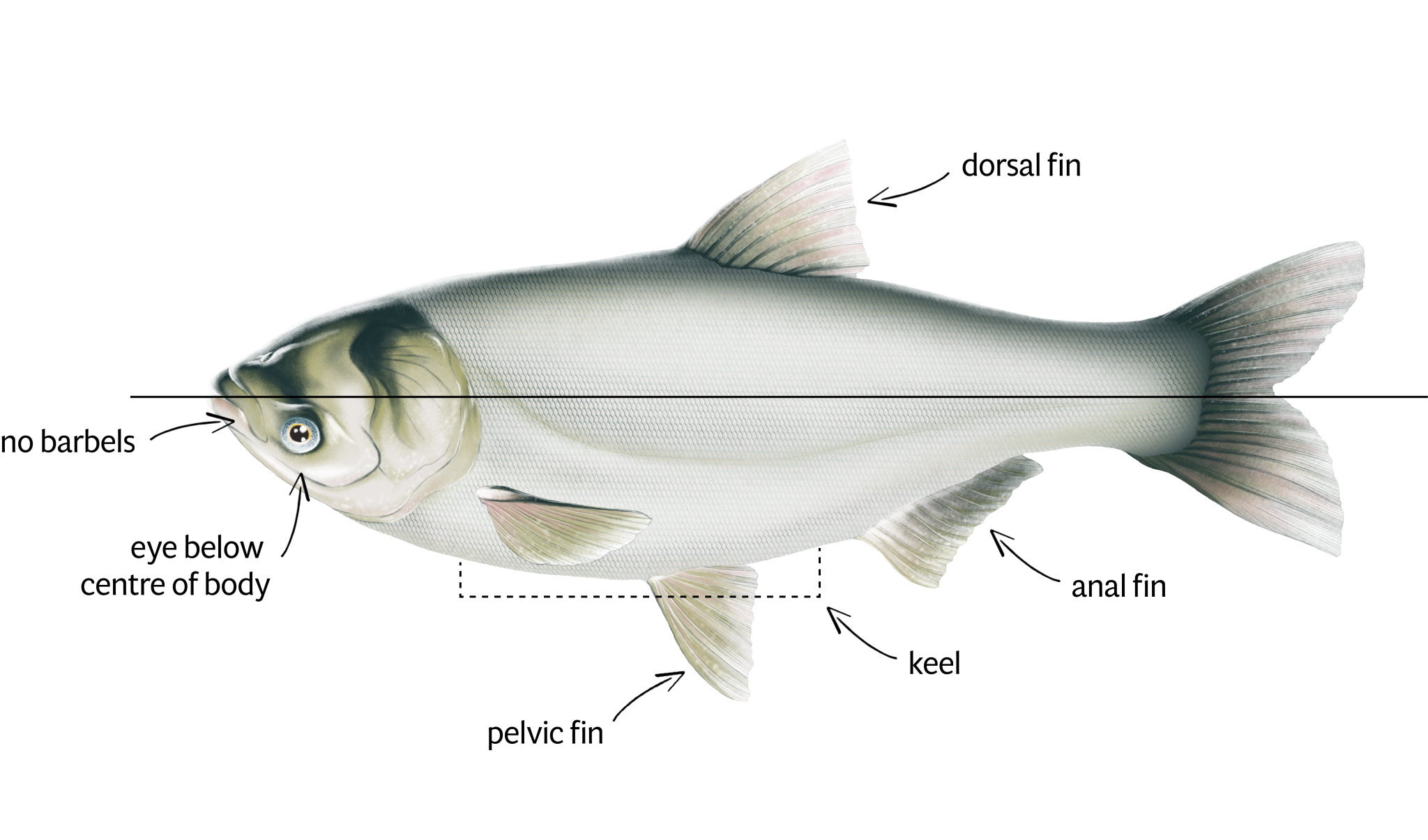 Silver Carp – Invasive Carp Canada