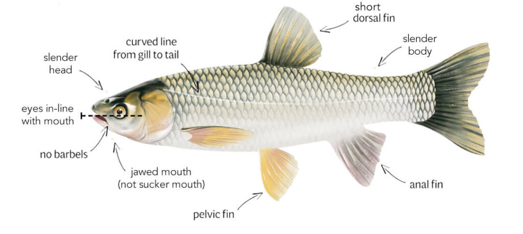 Grass Carp Identification and Reporting Guide – Invasive Carp Canada